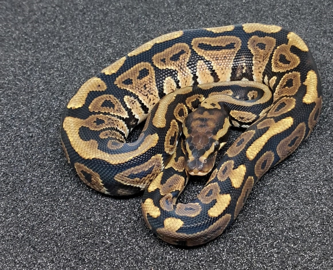 Spot Nose Het Clown Ball Python Male – Exotic Pet Store