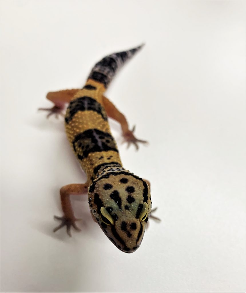 Normal Leopard Gecko – Exotic Pet Store
