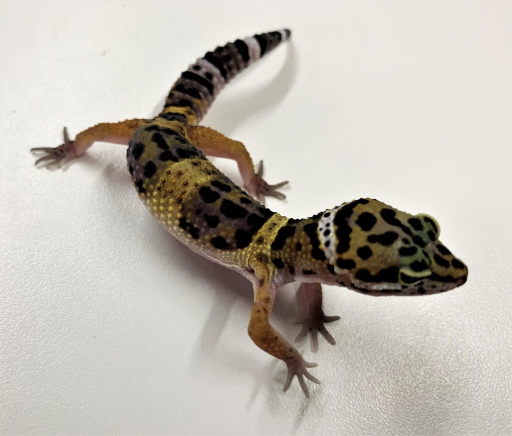 Super Hypo Leopard Gecko – Exotic Pet Store