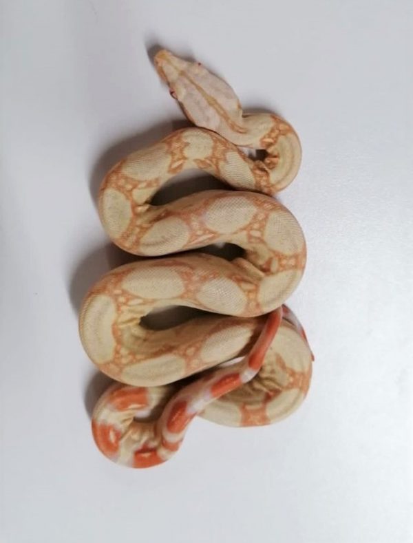 Albino Boa Male – Exotic Pet Store