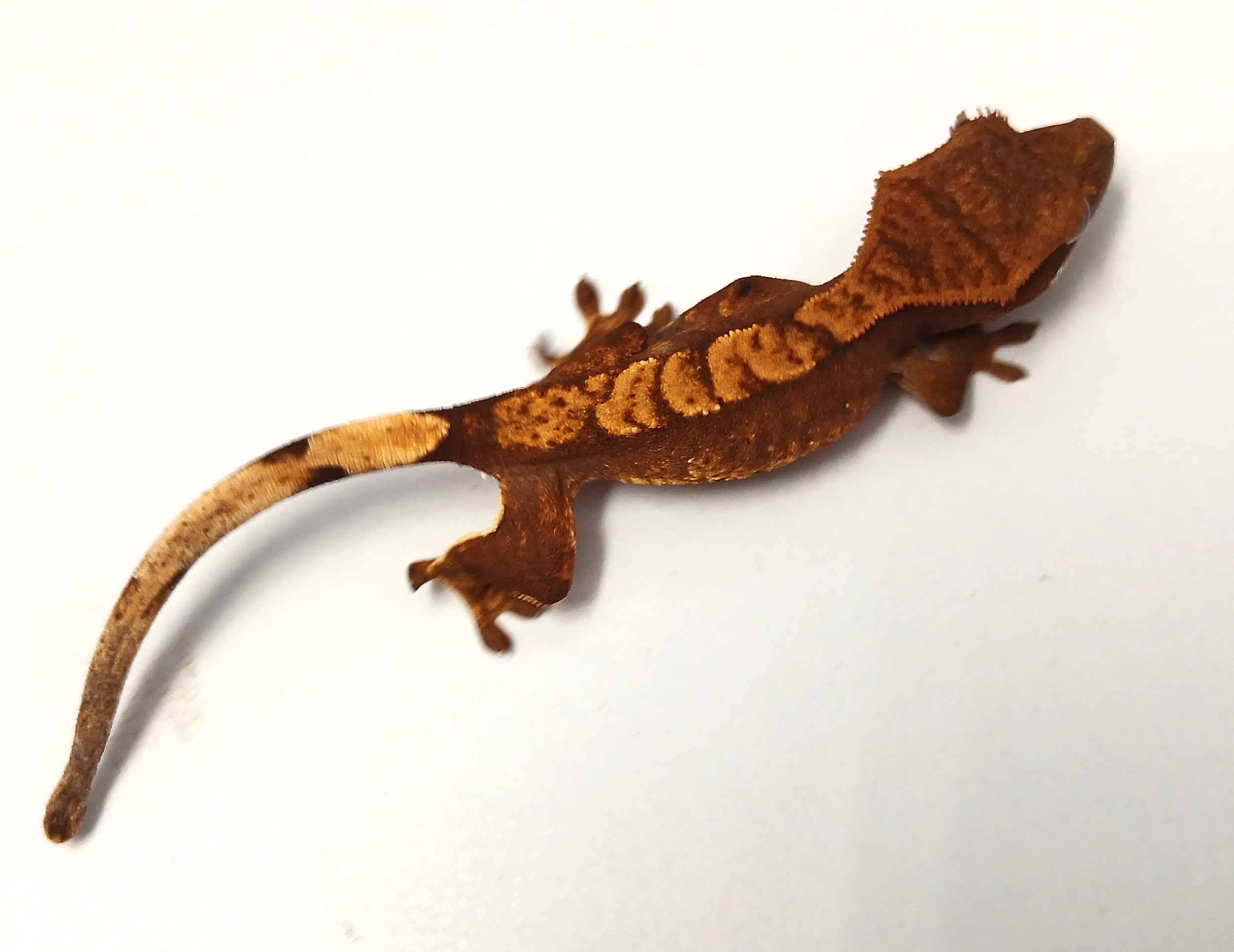 Harlequin Crested Gecko – Exotic Pet Store