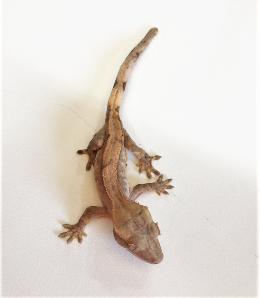 Harlequin Crested Gecko – Exotic Pet Store