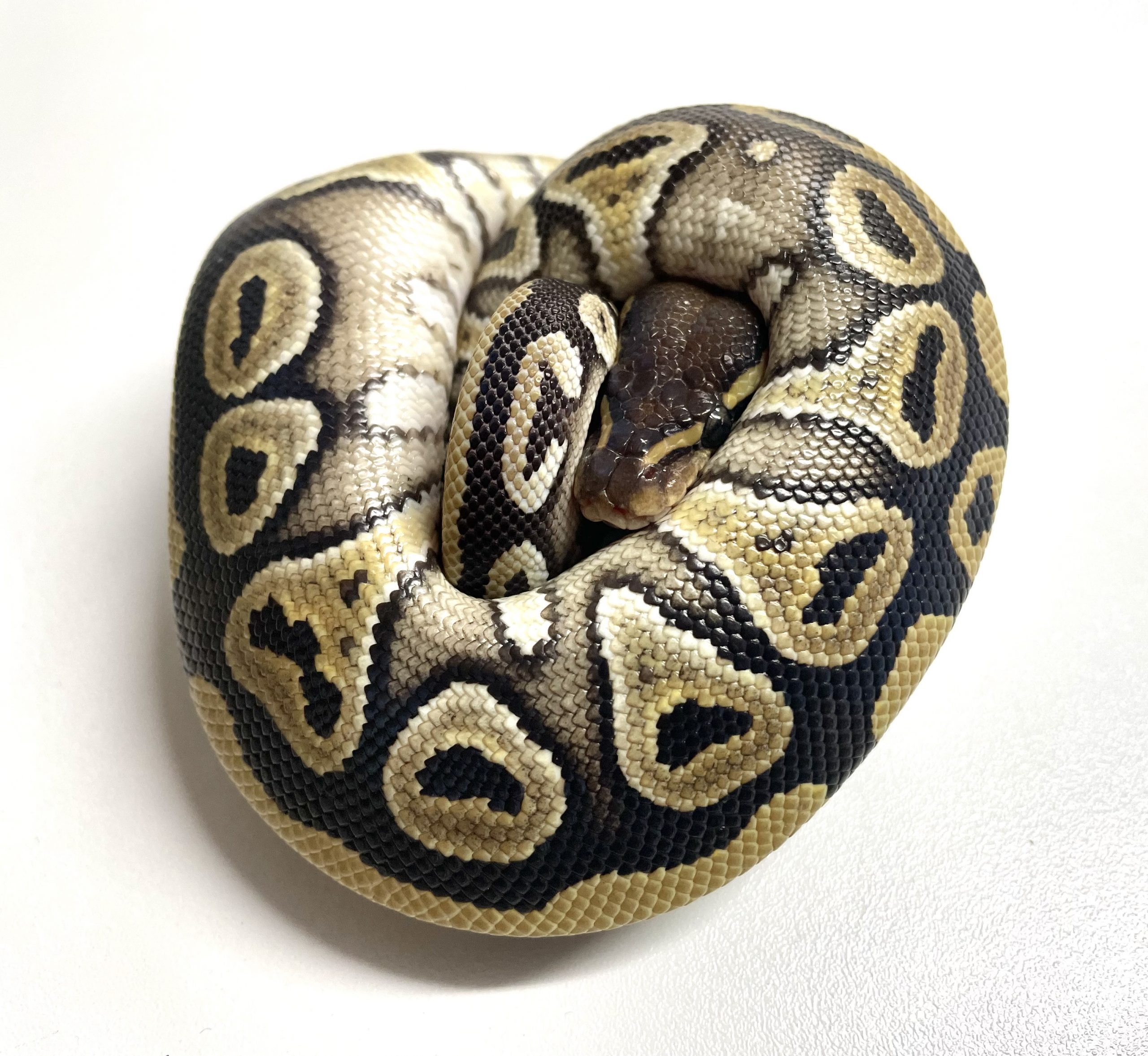 Phantom Ball Python Hatchling – Exotic Pet Store