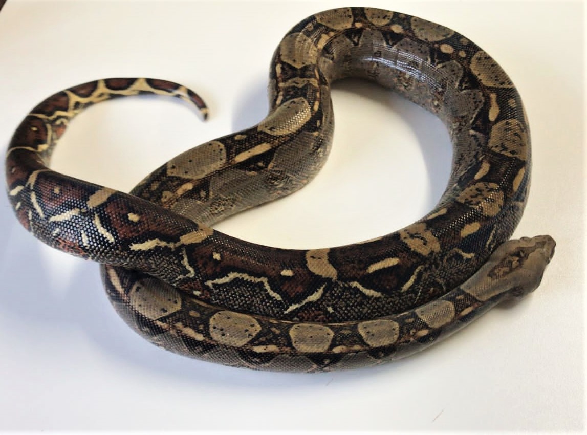 Red Tail Boa Sub Adult – Exotic Pet Store