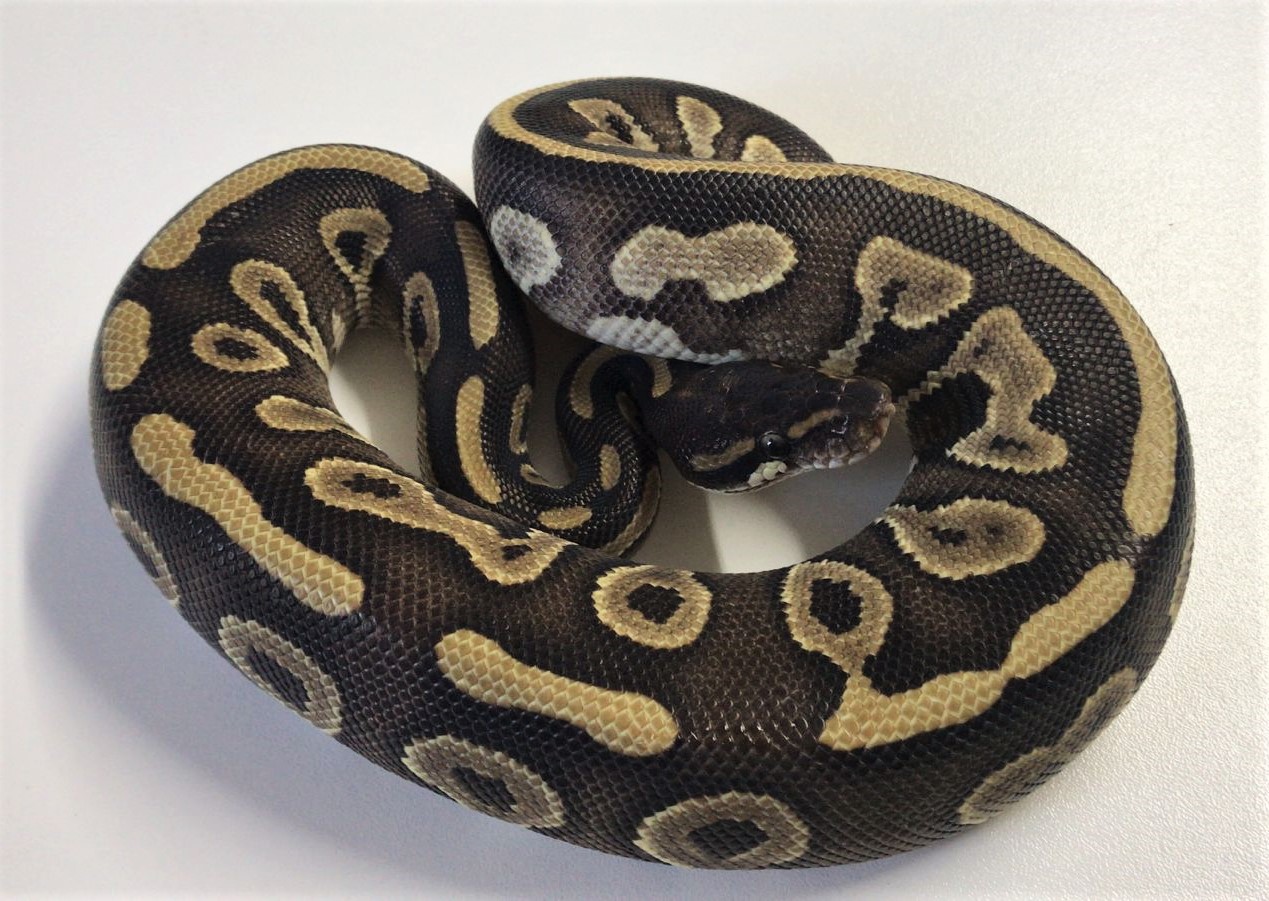 Leopard Mojave Ball Python Male – Exotic Pet Store