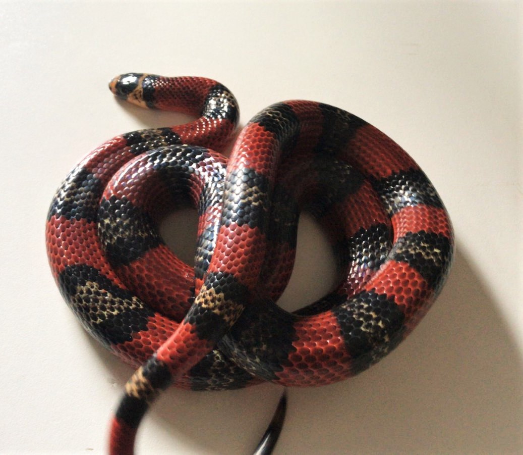 Tri Colour Milksnake Juvenile Female – Exotic Pet Store