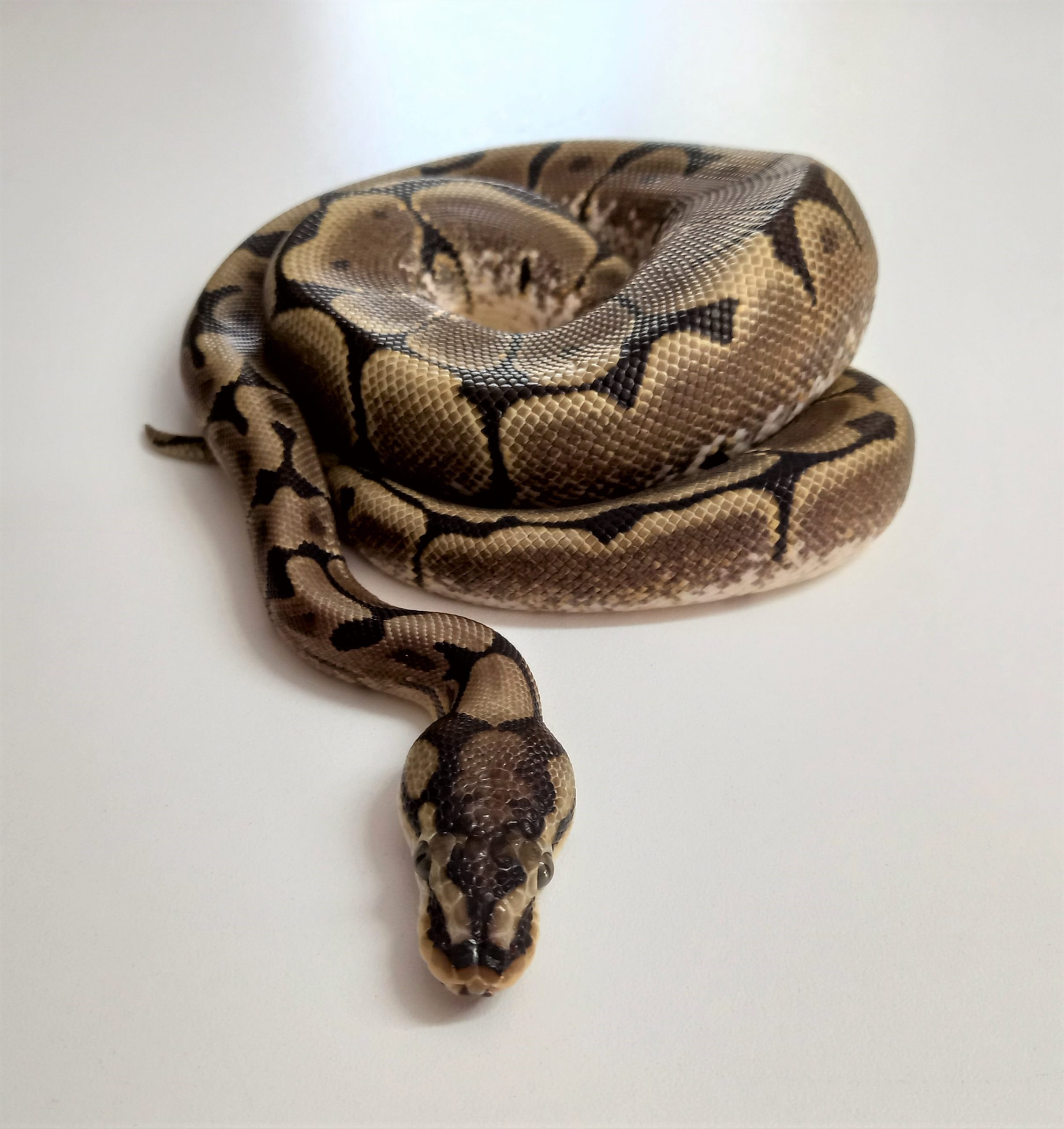 Spider Ball Python Hatchling Female – Exotic Pet Store