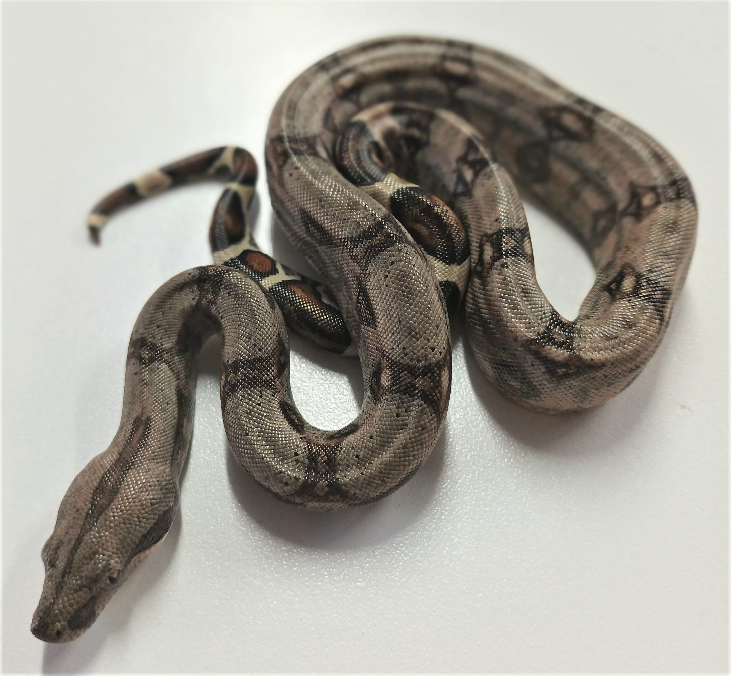 Common Boa Constrictor Pos Albino Female – Exotic Pet Store