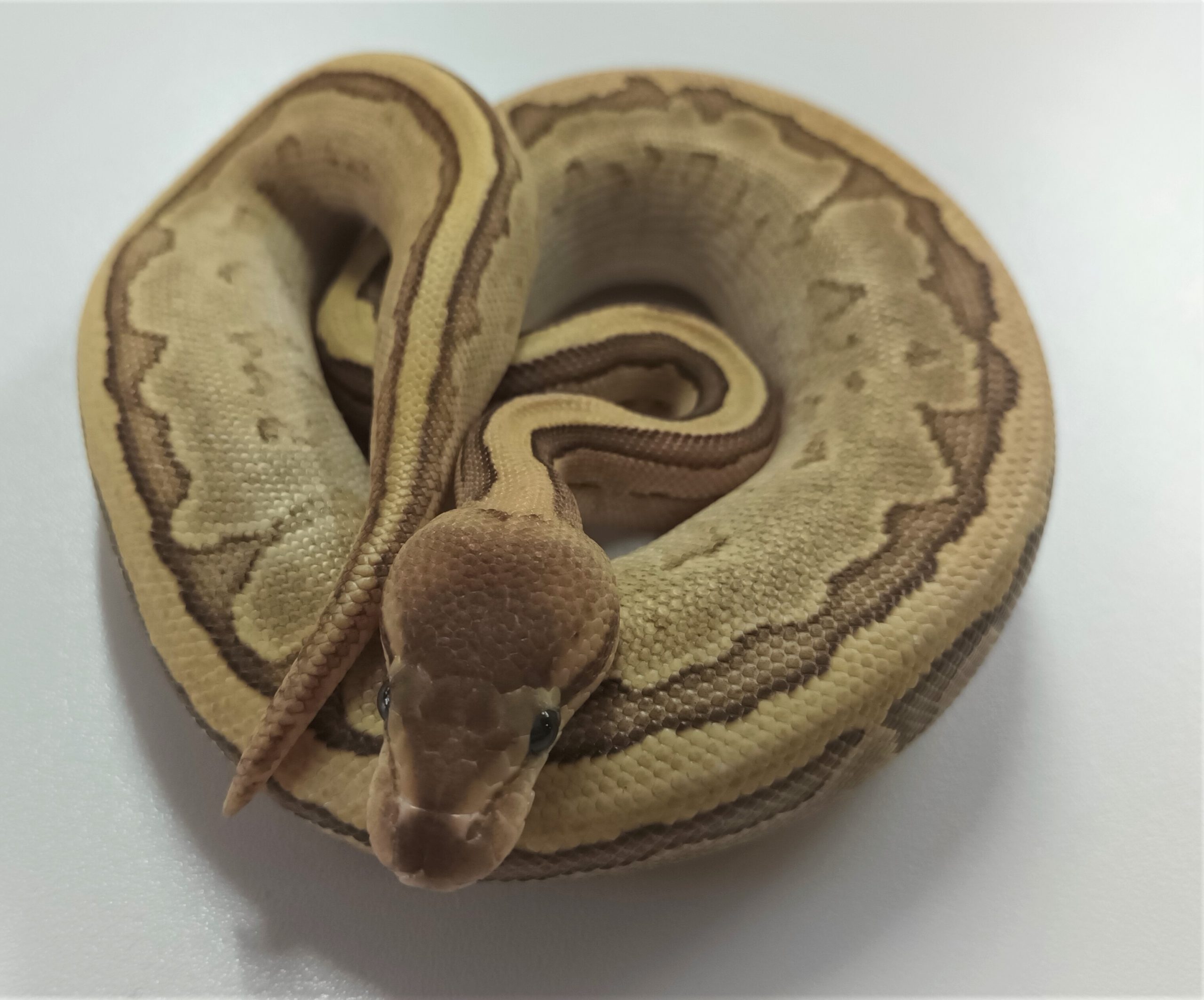 Jigsaw Yearling Female Ball Python – Exotic Pet Store