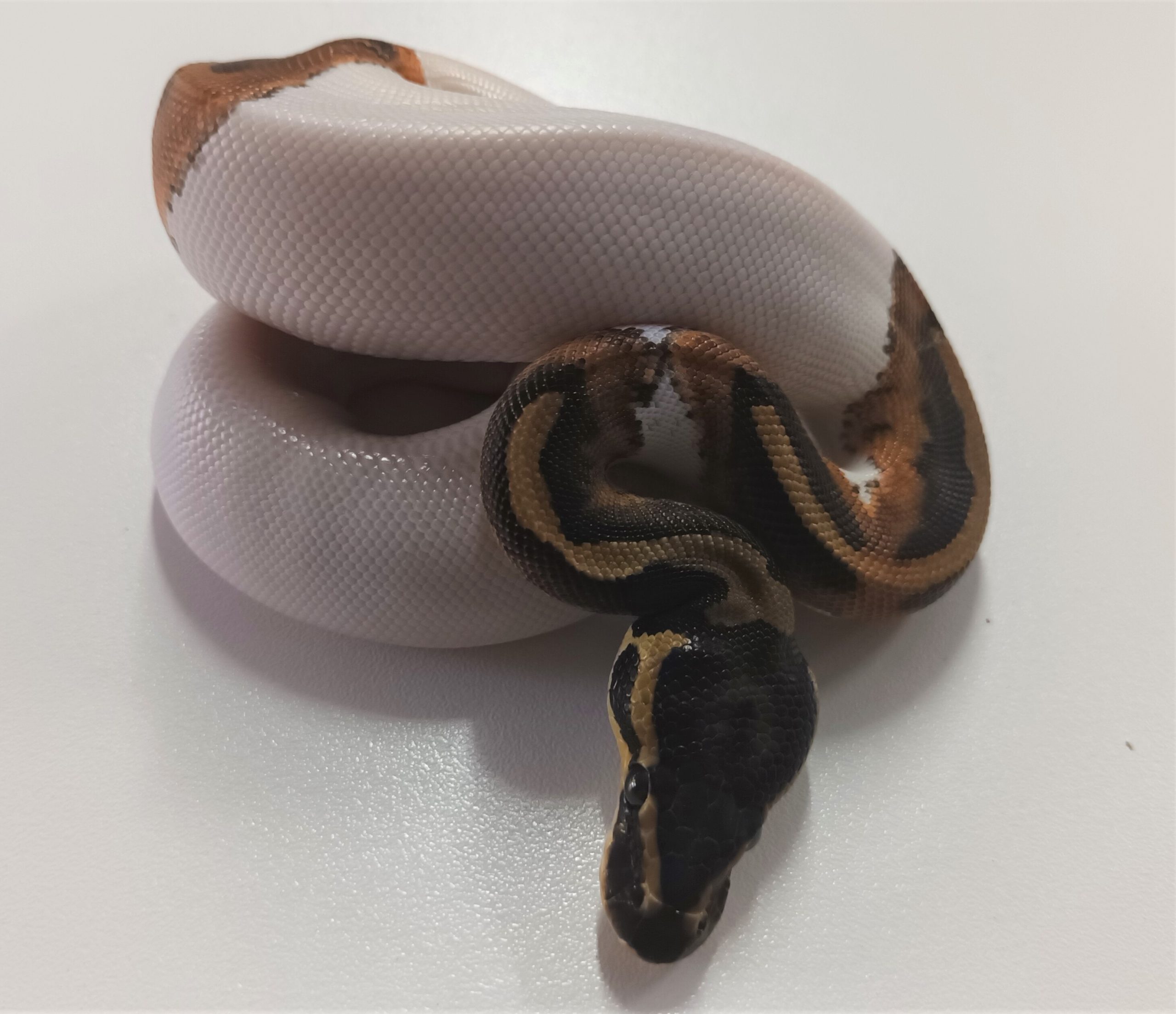 Pied Hatchling Female Ball Python – Exotic Pet Store