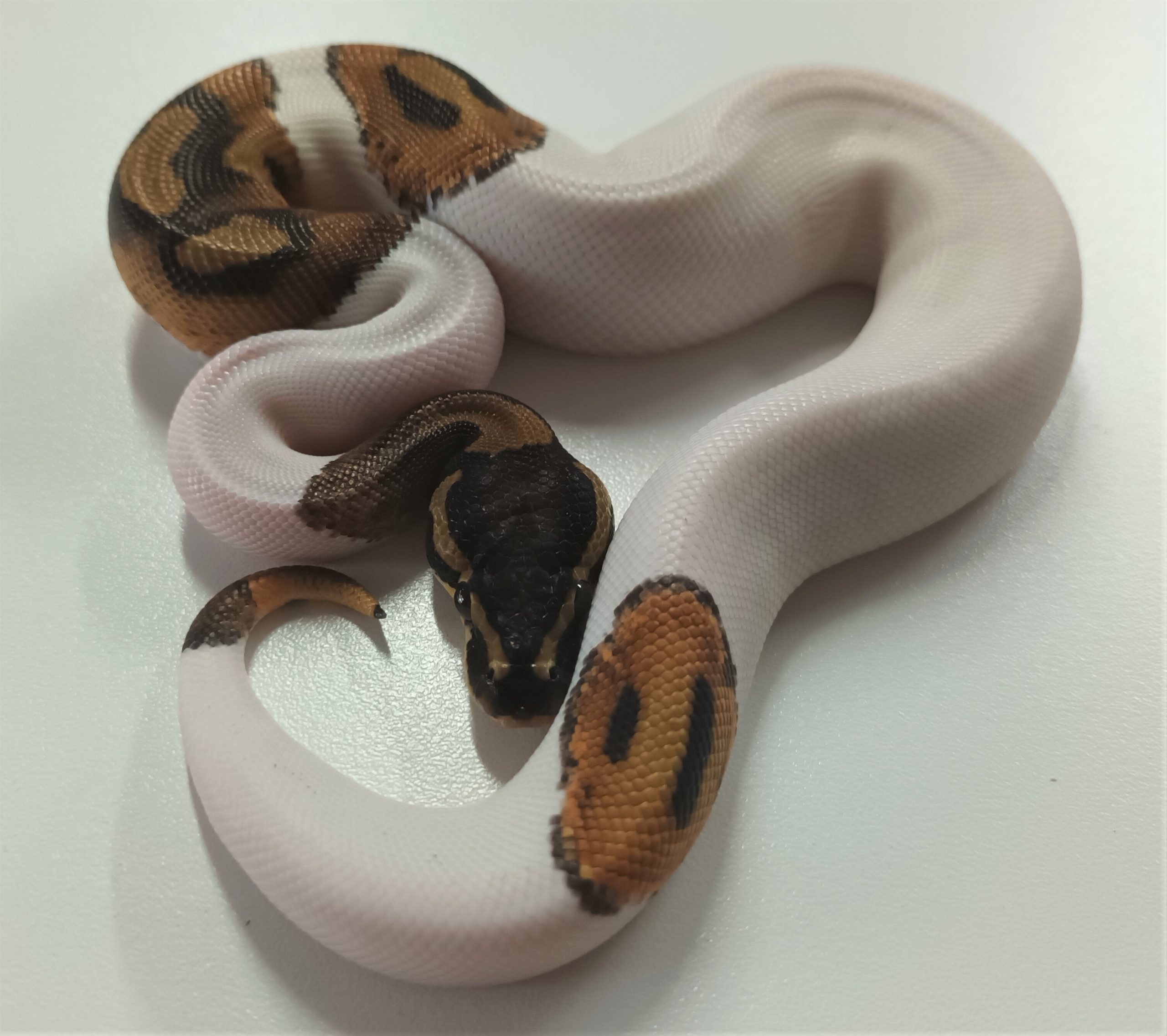 Pied Hatchling Male Ball Python – Exotic Pet Store