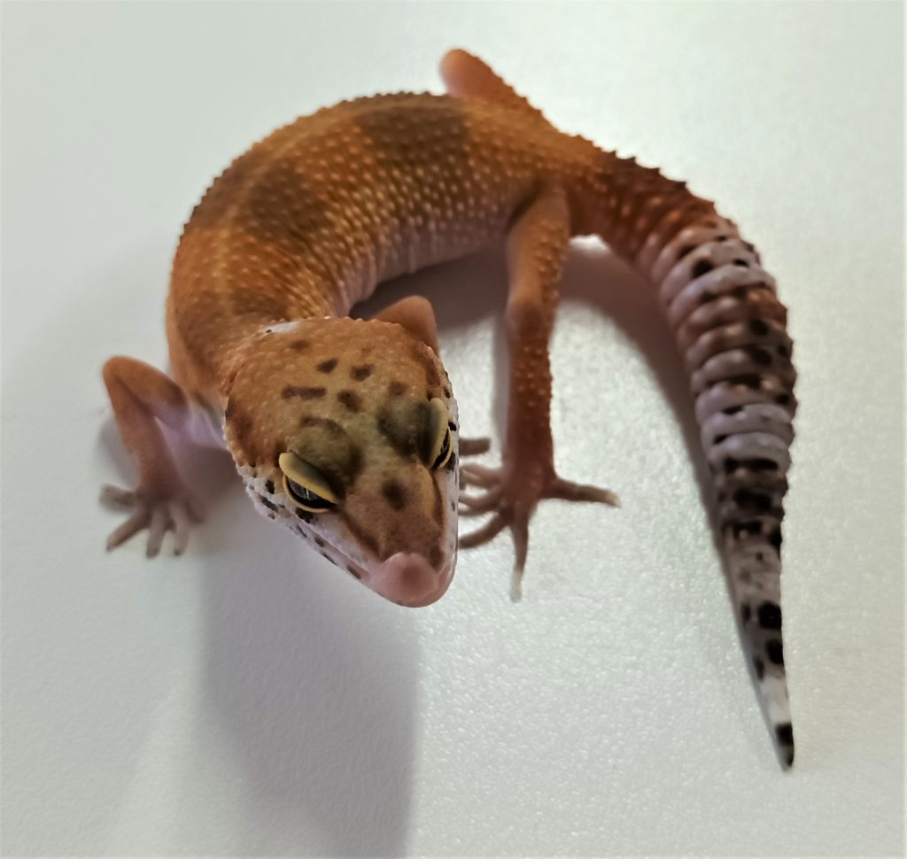 Emerine Super Hypo Leopard Gecko – Exotic Pet Store