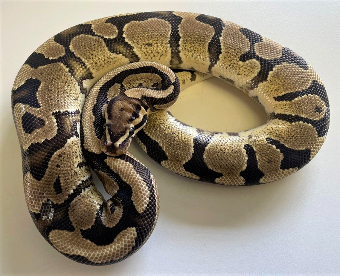 Fire PH Clown Ball Python Juvenile Male – Exotic Pet Store
