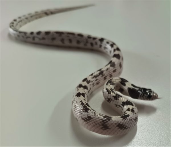 High White California King Snake Hatchling – Exotic Pet Store