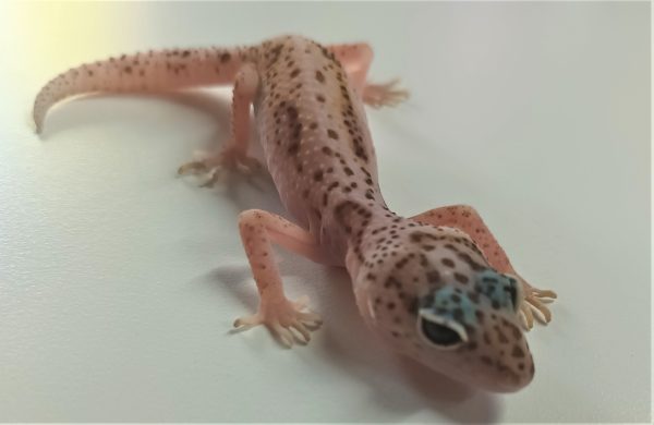 Normal Het Mac Snow Leopard Gecko – Exotic Pet Store
