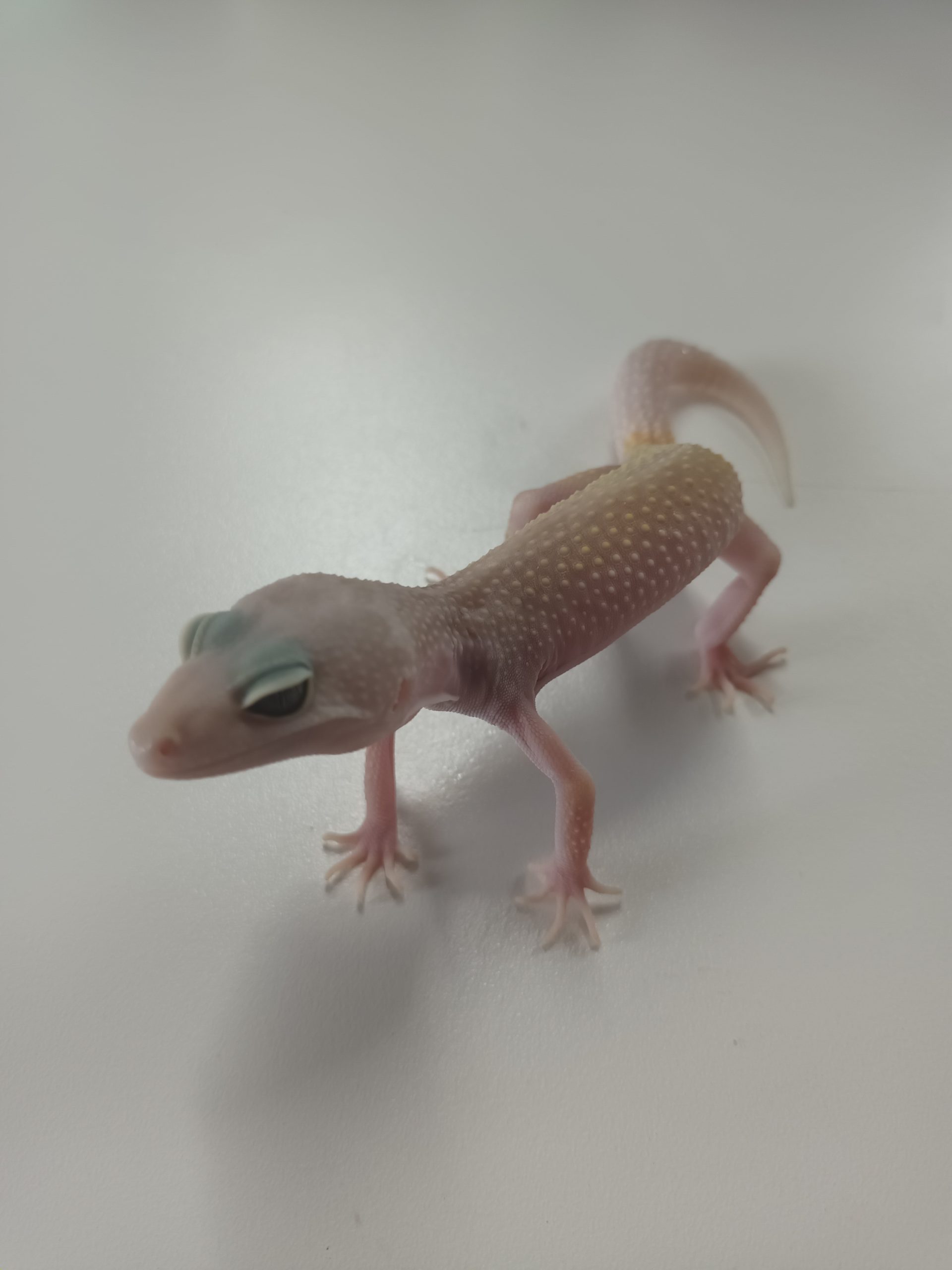 Patternless Leopard Gecko – Exotic Pet Store