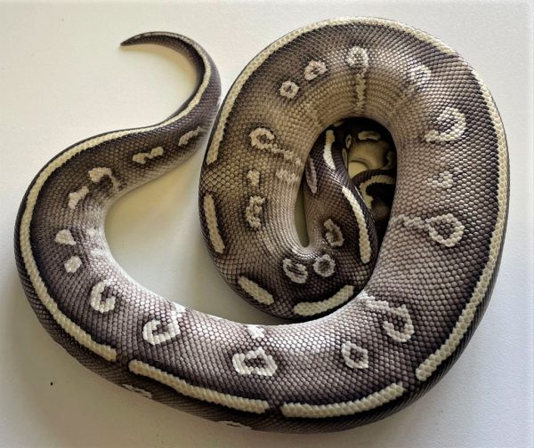 Super Phantom Ball Python Hatchling Female – Exotic Pet Store