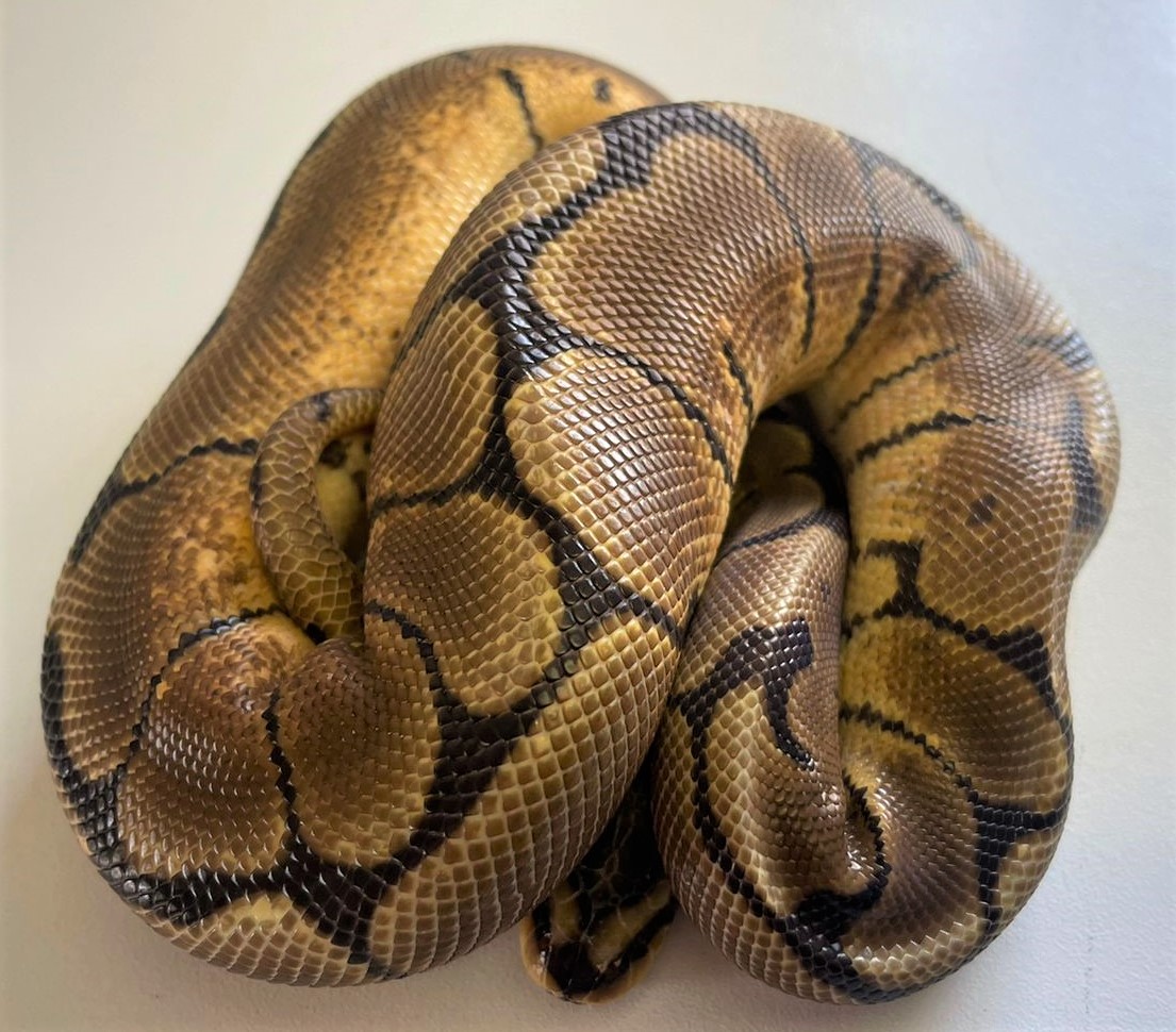 Spider PH Hypo Ball Python Hatchling Female – Exotic Pet Store