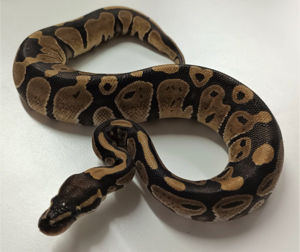 Chocolate Ball Python Female Hatchling – Exotic Pet Store