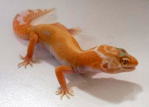 Sunglow Leopard Gecko – Exotic Pet Store