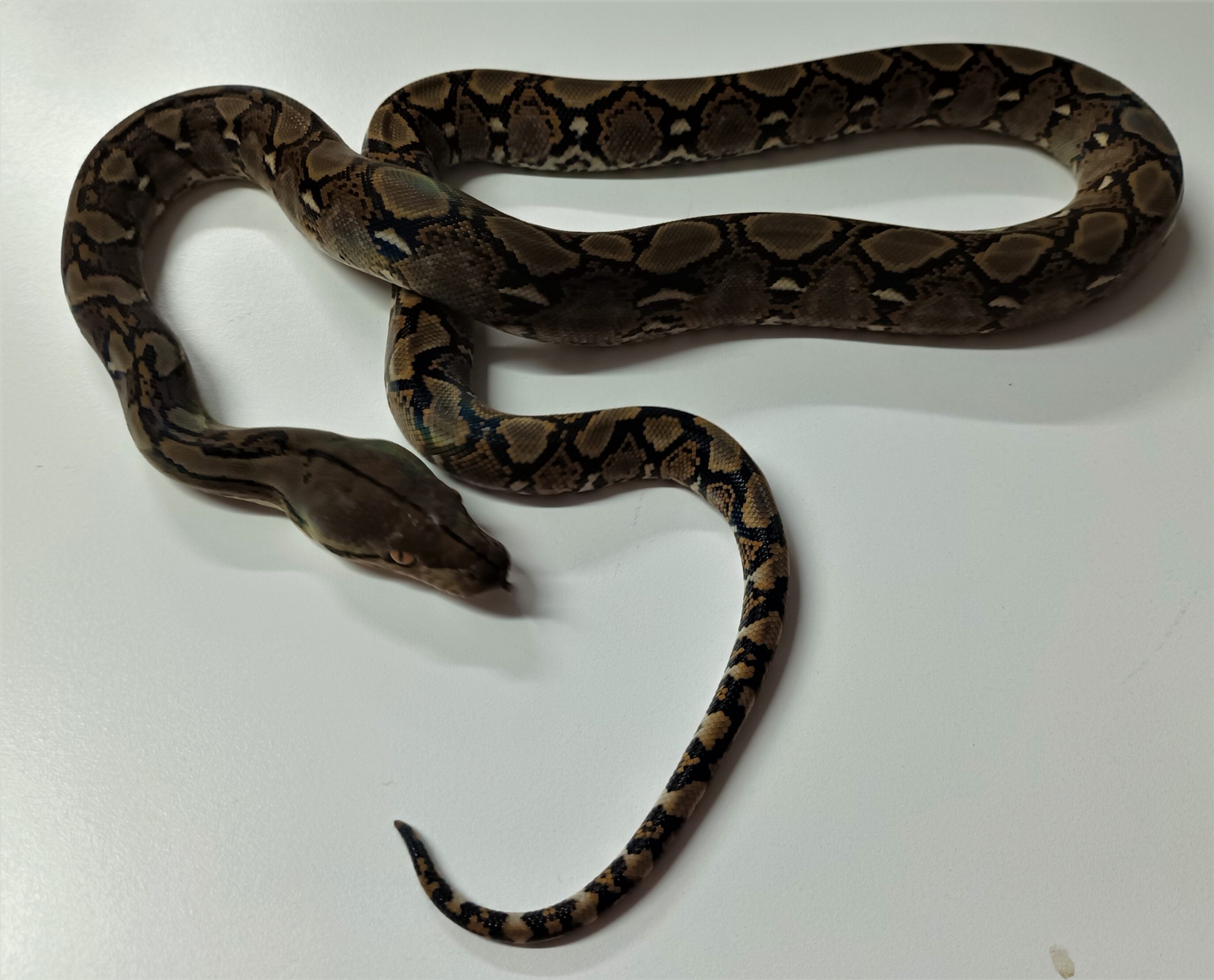 Normal Reticulated Python Male Yearling – Exotic Pet Store