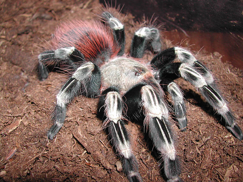 Brazilian Red&White Birdeater Nhandu chromatus Sli – Exotic Pet Store