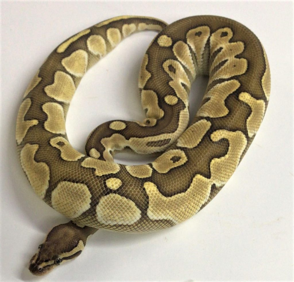 Butter Ball Python Yearling Female – Exotic Pet Store