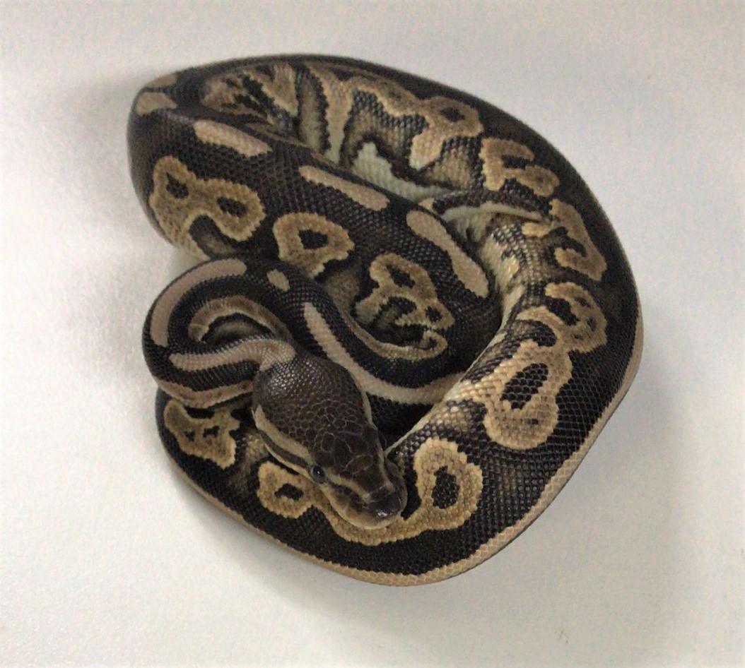 Cinnamon Ball Python Female Juvenile – Exotic Pet Store
