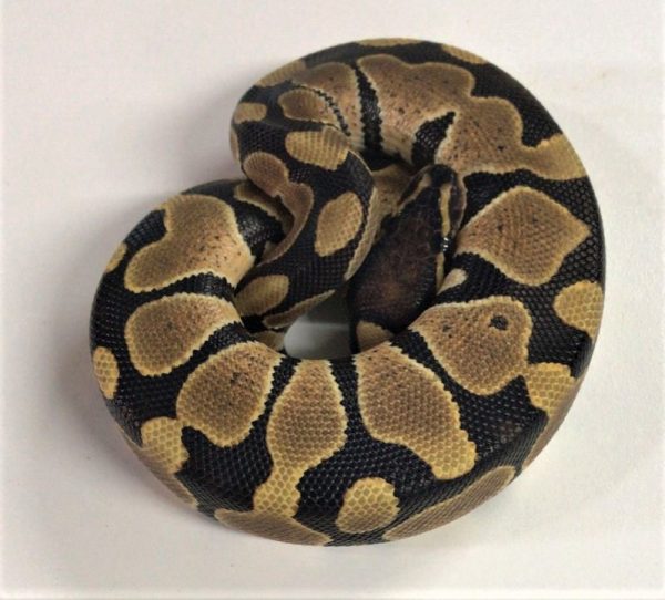 Specter/YB Ball Python Female Hatchling – Exotic Pet Store