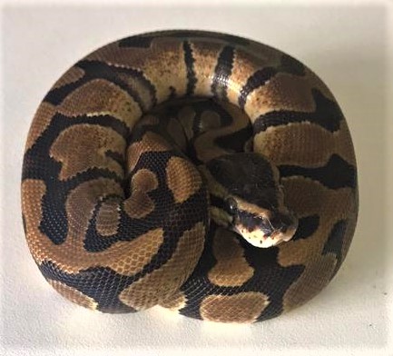 Dessert Ghost Male Sub Adult Ball Python – Exotic Pet Store