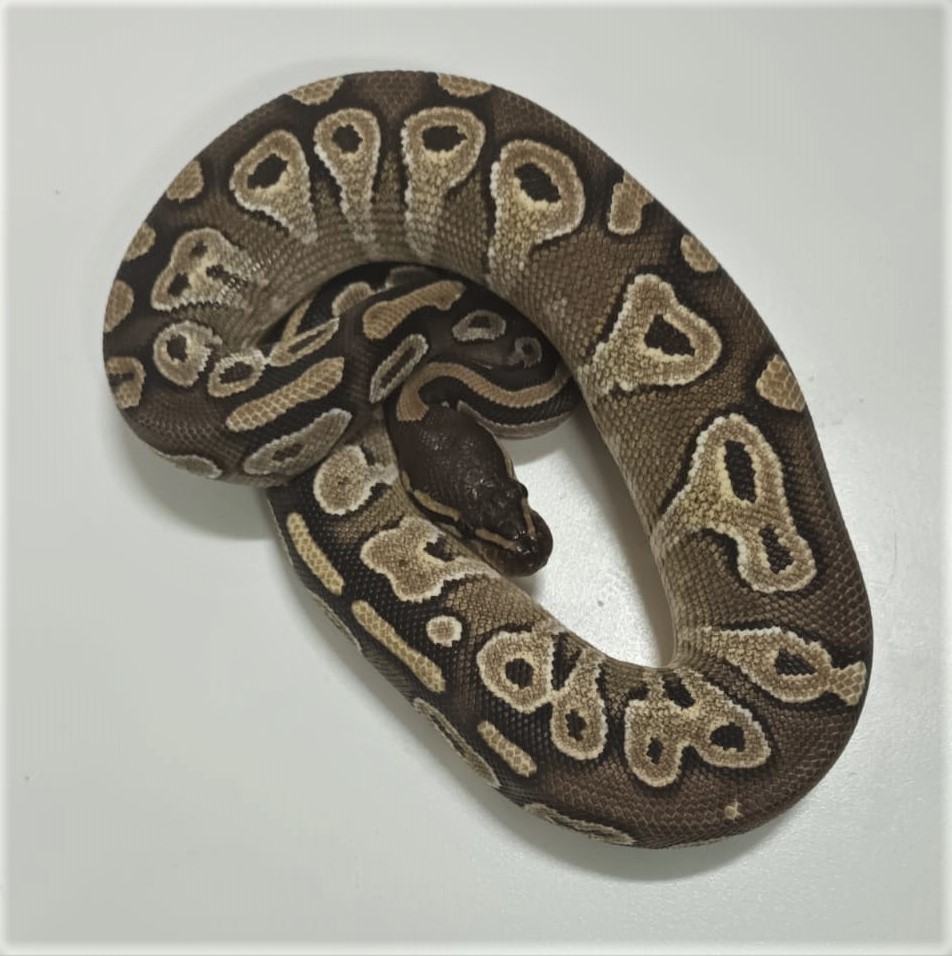 Mojave Ball Python Juvenile – Exotic Pet Store