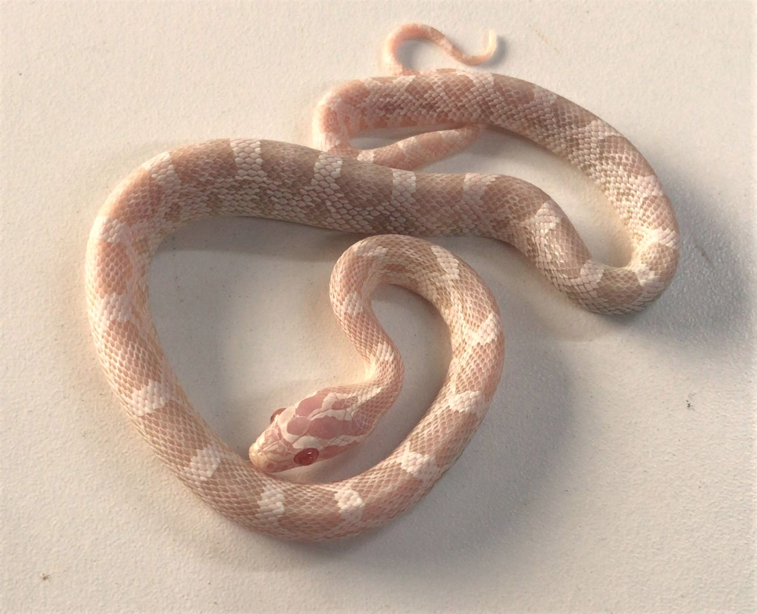 Silver Corn Hatchling – Exotic Pet Store