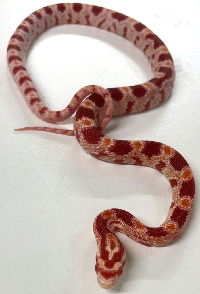 Amel Corn Snake Juvenile – Exotic Pet Store
