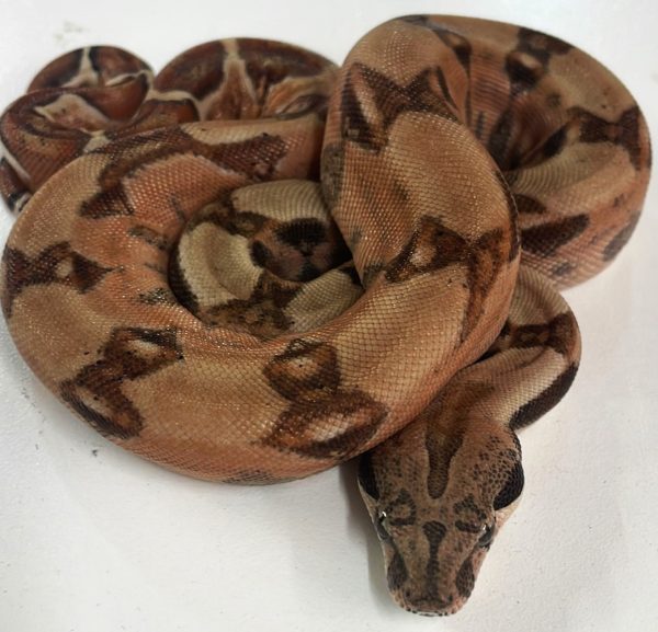 Salmon Poss HET Albino Boa Female Juvenile – Exotic Pet Store