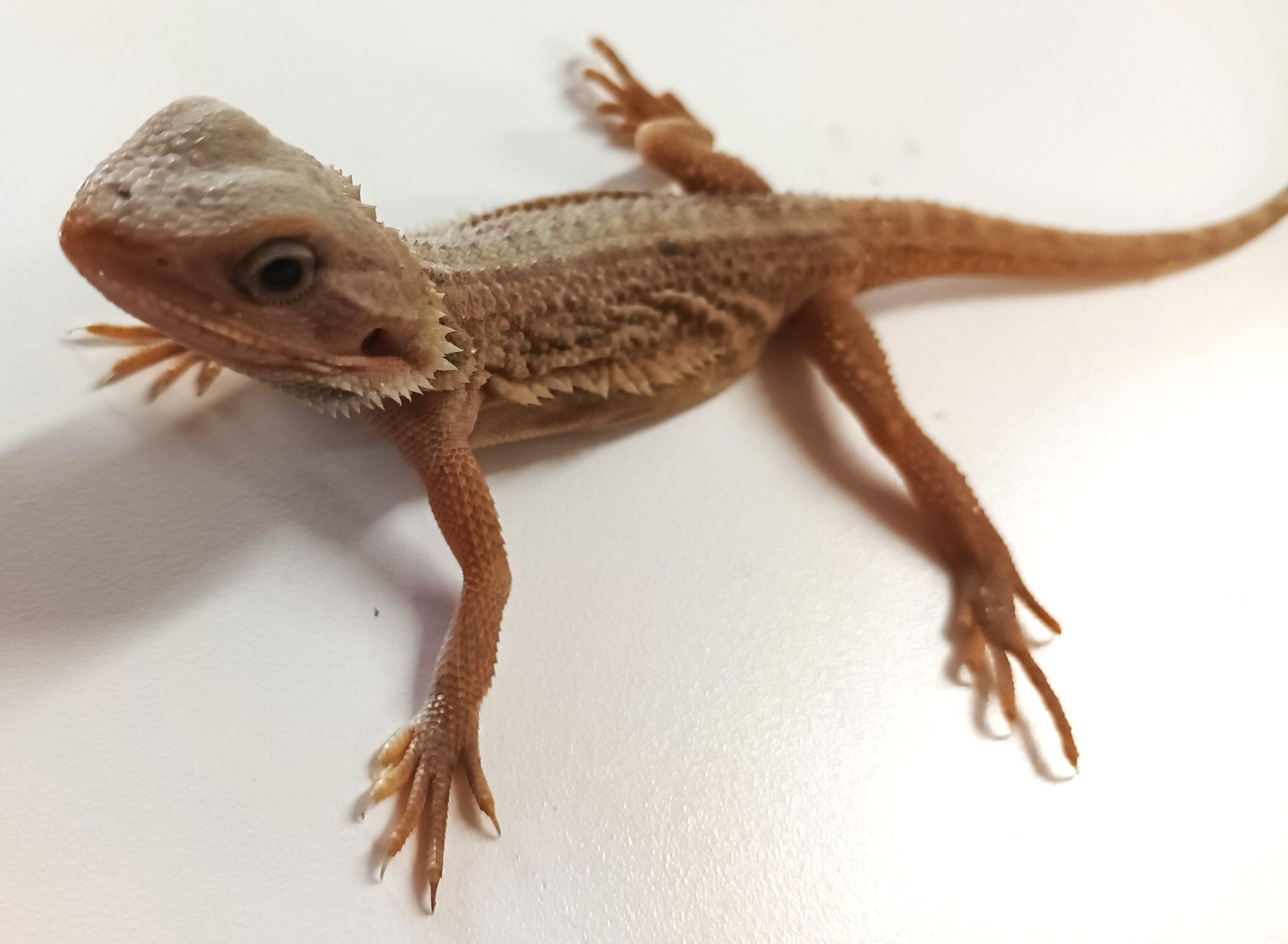 Translucent Sandfire Gen Stripe Bearded Dragon – Exotic Pet Store