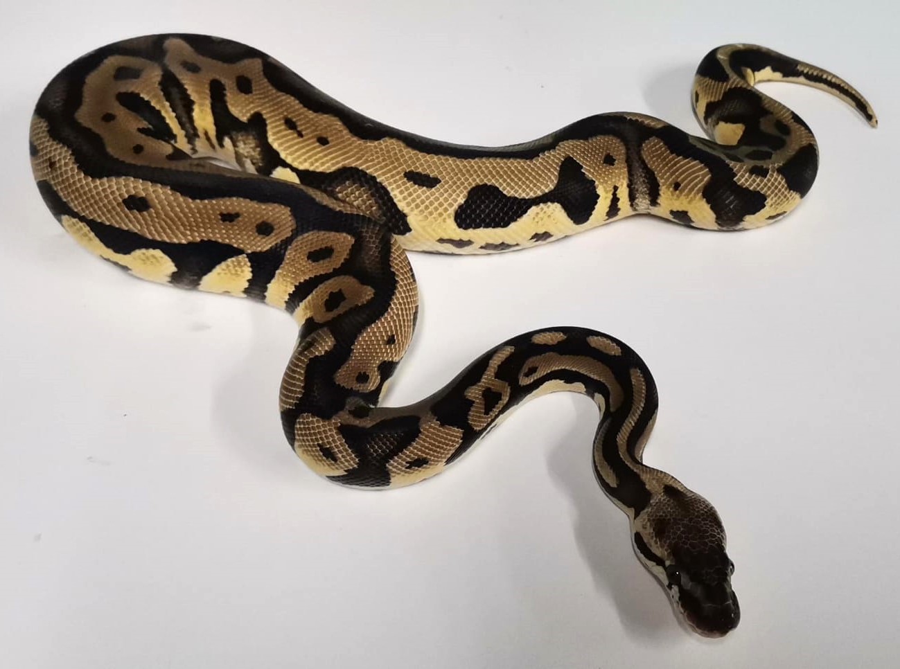 Leopard Pastel Ball Python Yearling – Exotic Pet Store
