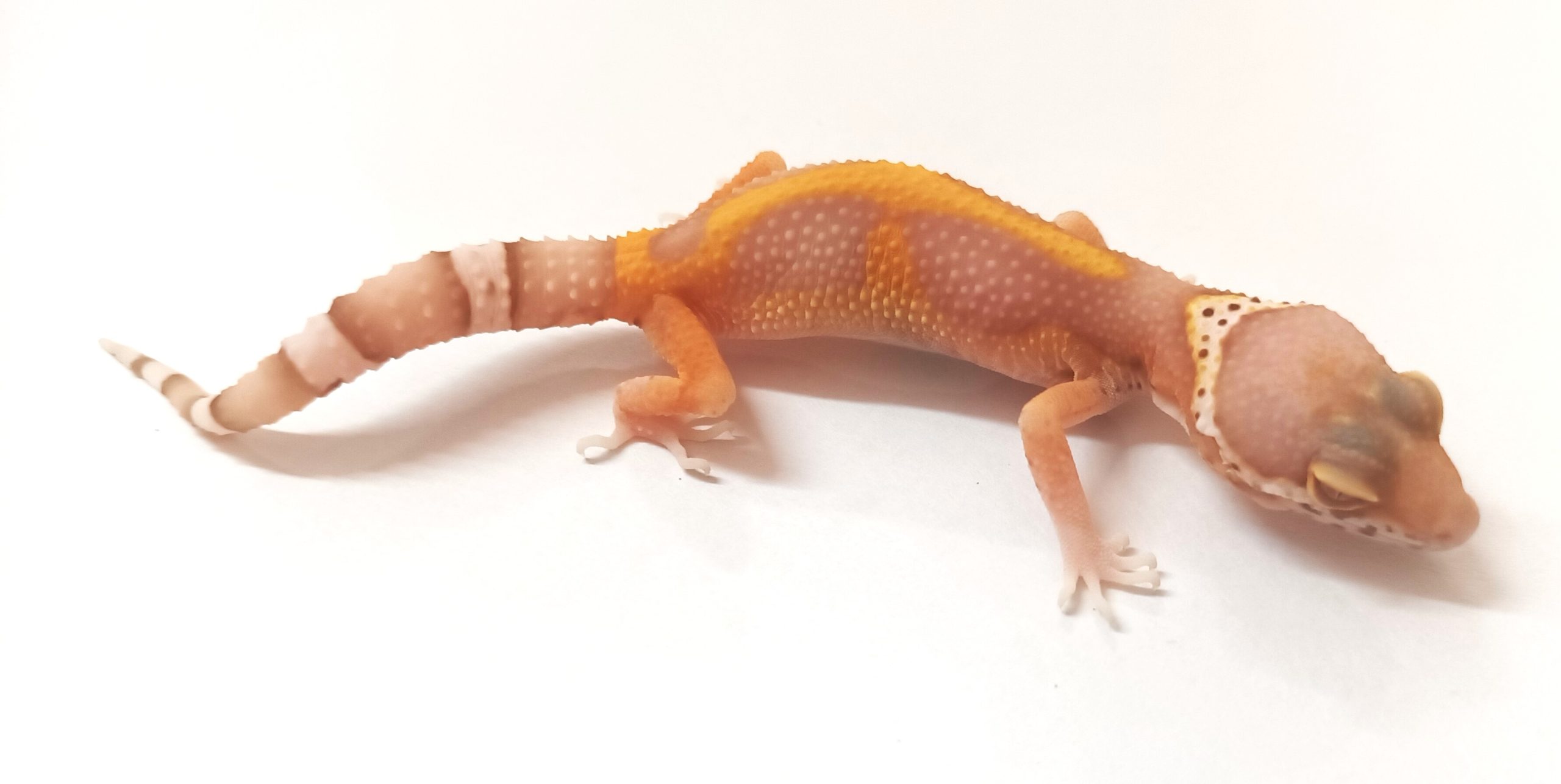 Bell Albino Leopard Gecko – Exotic Pet Store