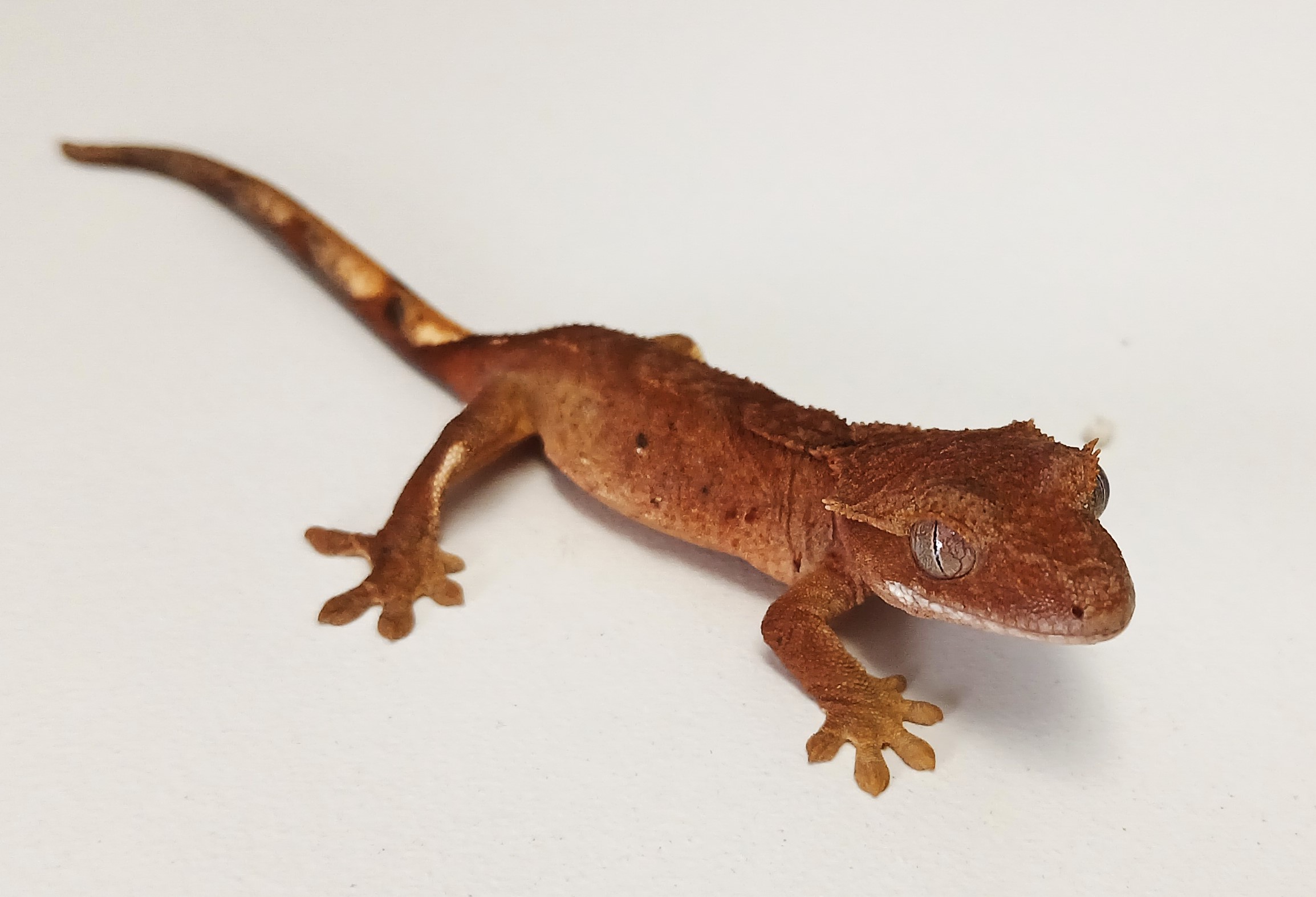 Yellow Dalmation Crested Gecko – Exotic Pet Store