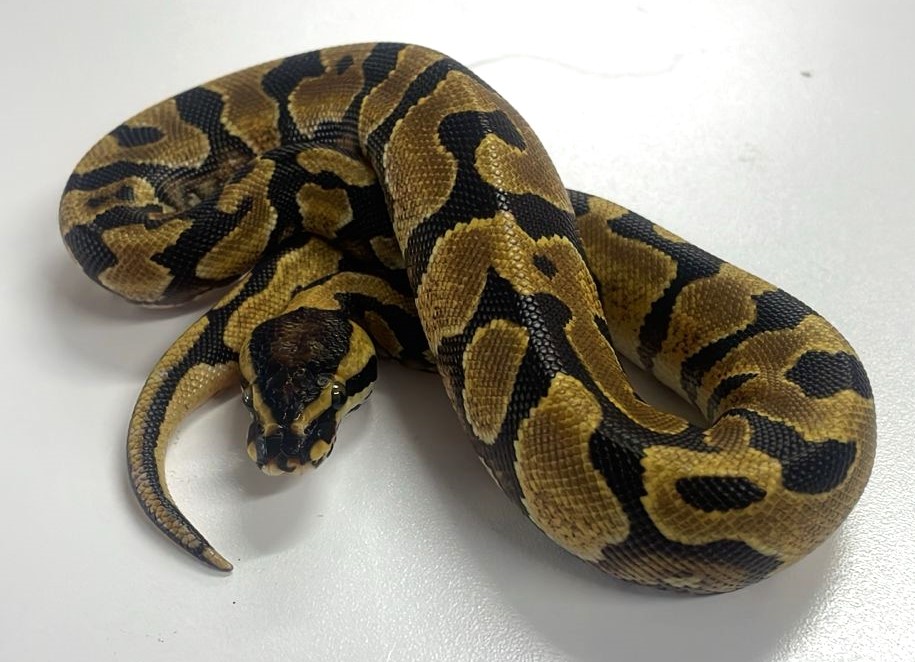 Enchi Yellow Belly Ball Python Male Hatchling – Exotic Pet Store