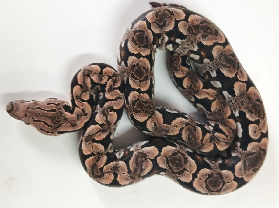 Dumeril’s Boa Female Juvenile – Exotic Pet Store