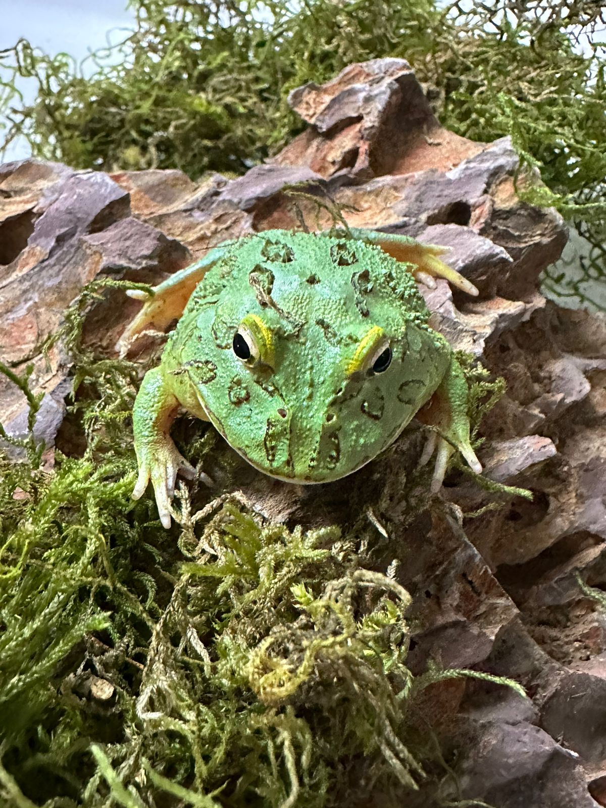 Large Pacman Frog