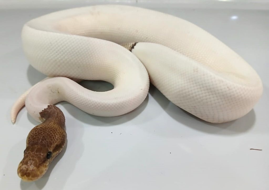 Mojave Pastel Pied Male Ball Python – Exotic Pet Store