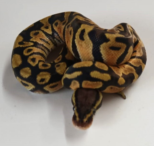 Pastel Ball Python Male Hatchling – Exotic Pet Store