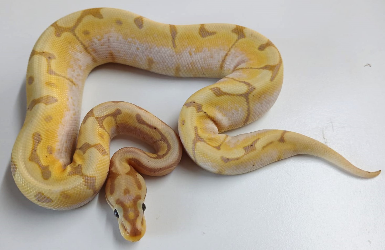 Banana Spider Ball Python Juvenile – Exotic Pet Store