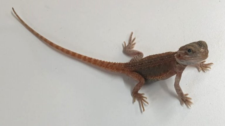 Translucent Sandfire Bearded Dragon – Exotic Pet Store