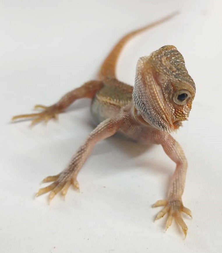 Translucent Sandfire Bearded Dragon – Exotic Pet Store