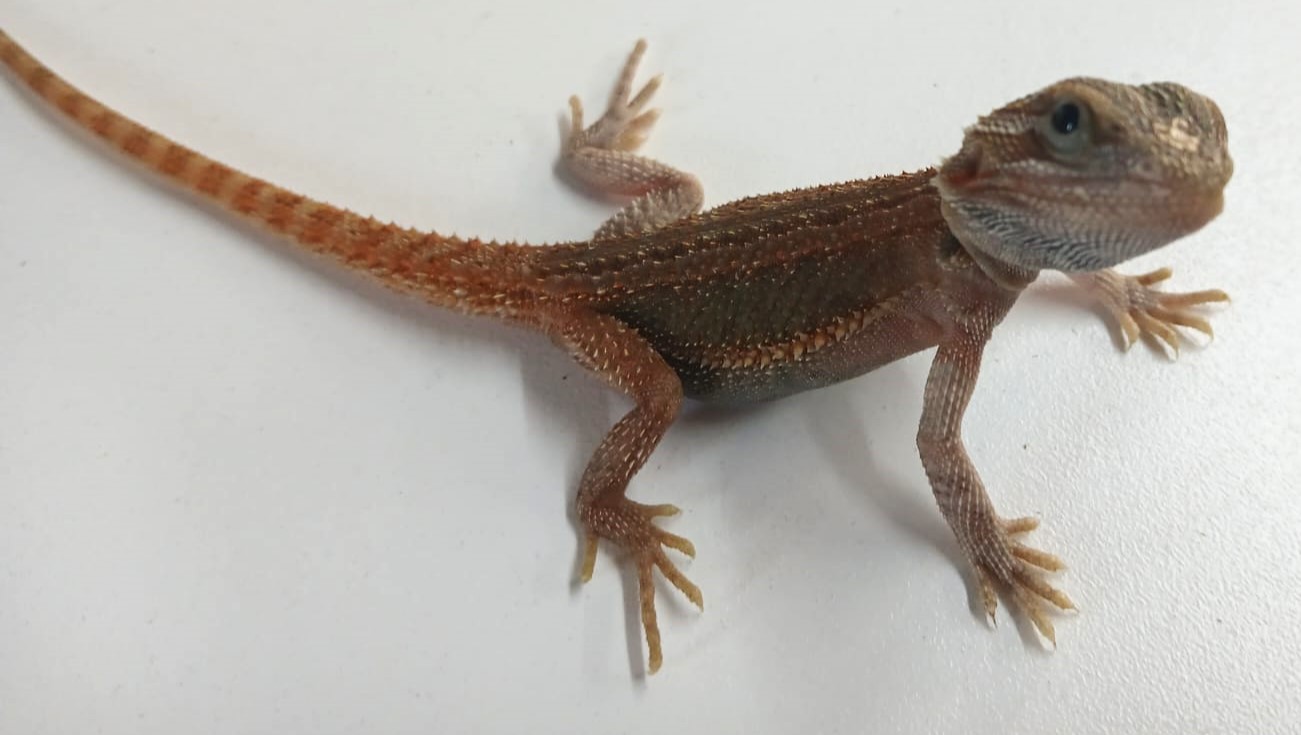 Translucent Sandfire Bearded Dragon – Exotic Pet Store