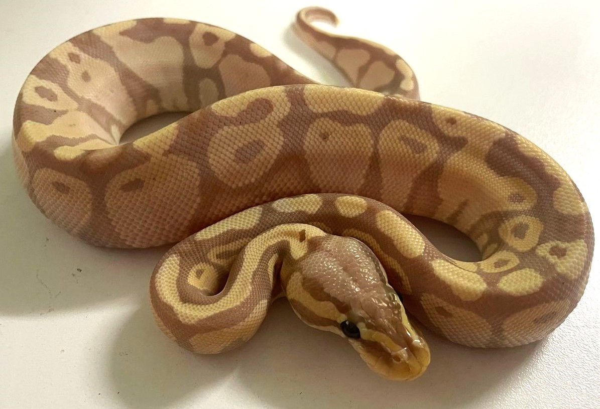 Banana Pastel Ball Python Female – Exotic Pet Store
