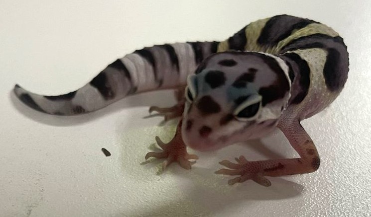 Mac Snow Bold Leopard Gecko – Exotic Pet Store
