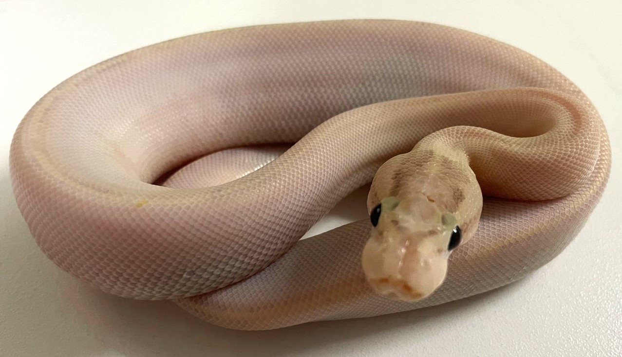 Super Yellow Belly Ball Python Female – Exotic Pet Store